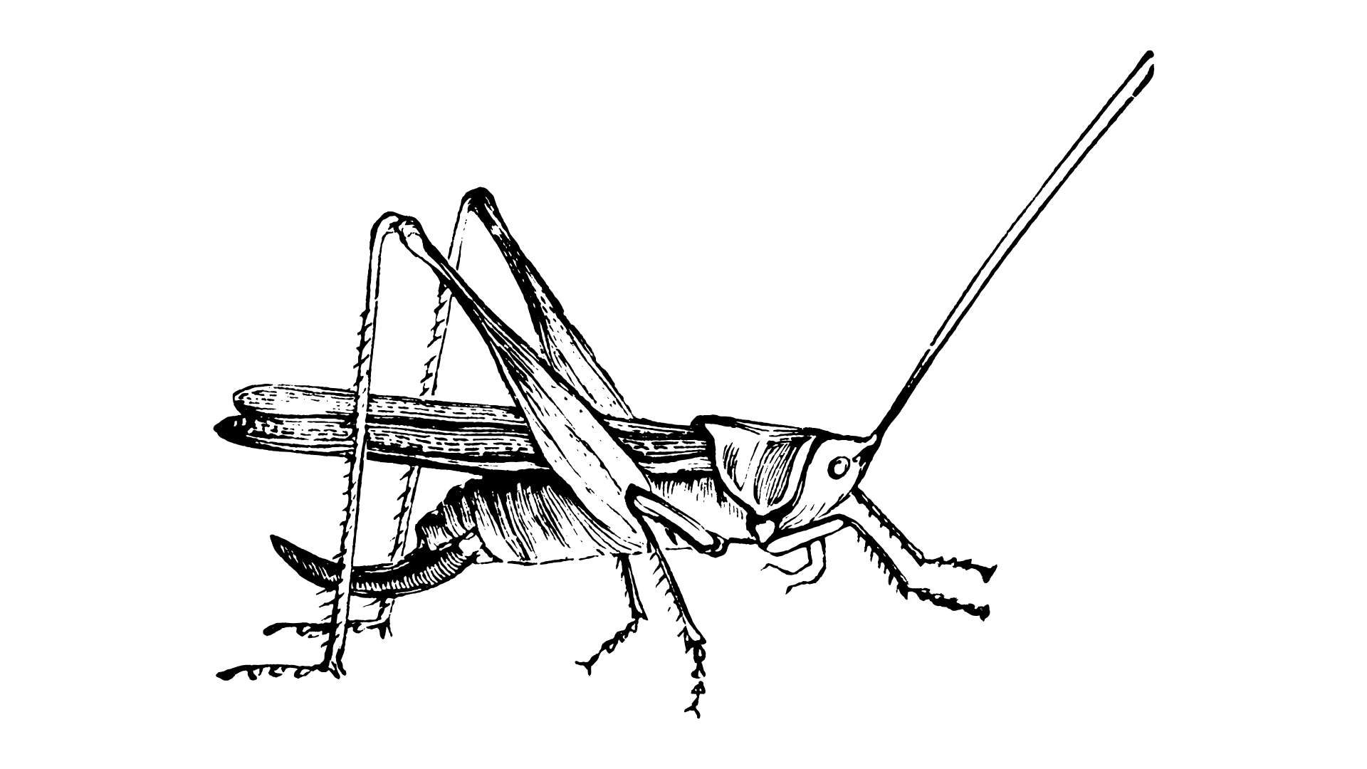 Acheta Powder: Bugs in Your Food (On Purpose This Time)