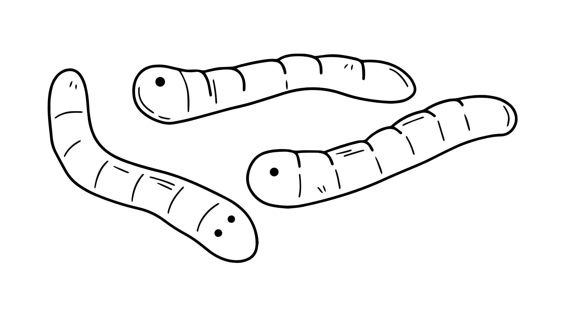 Is Protein Powder Made from Worms